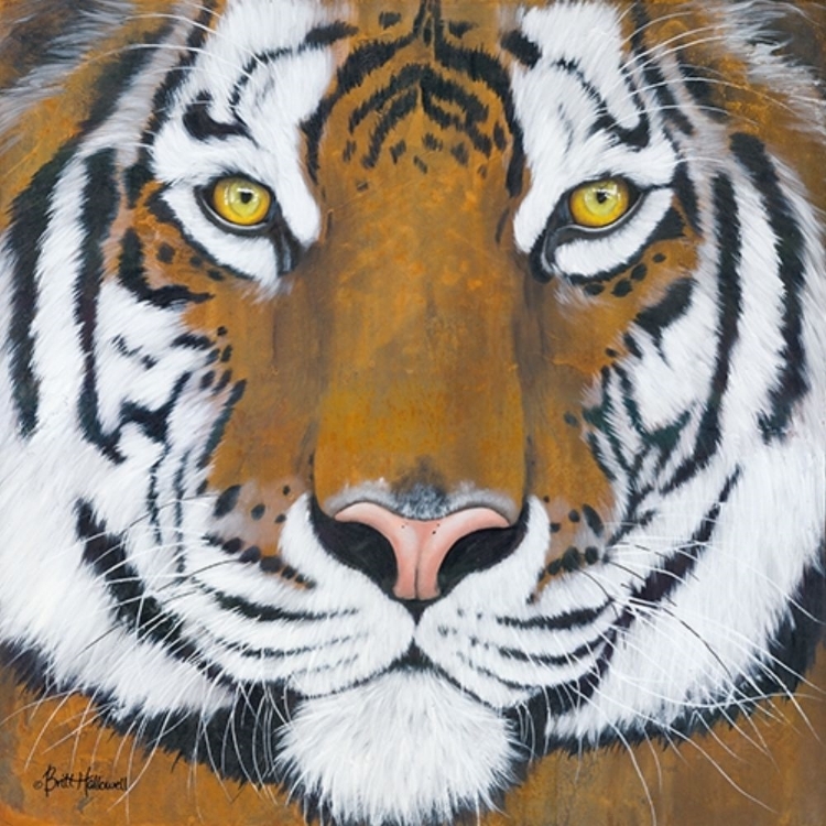 Somerset House - Images. TIGER GAZE