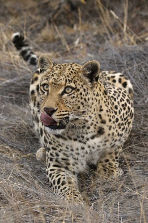 Somerset House Images SOUTH AFRICA CROUCHING LEOPARD