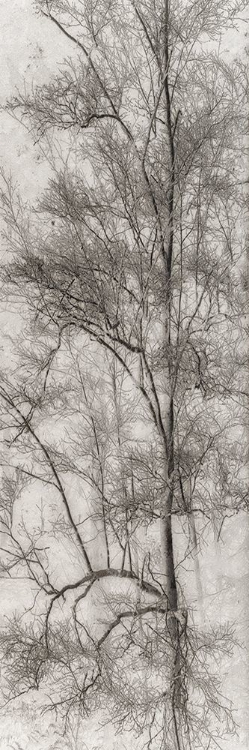 Somerset House - Images. TREE TRIPTYCH I