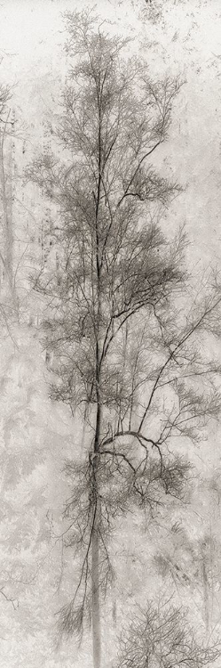 Somerset House - Images. TREE TRIPTYCH II