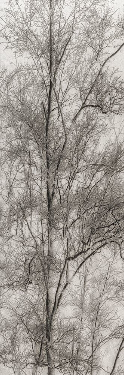 Somerset House - Images. TREE TRIPTYCH III