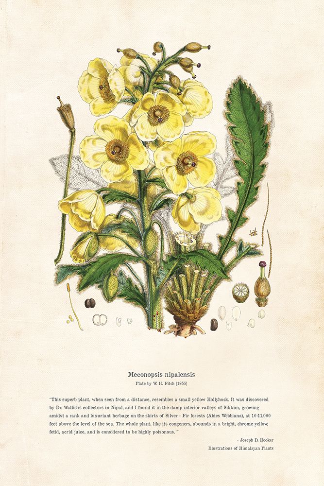 Somerset House - Images. HIMALAYAN PLANTS - MECONOPSIS NIPALENSIS